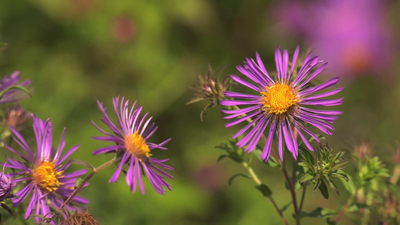 Pollinator Workshop