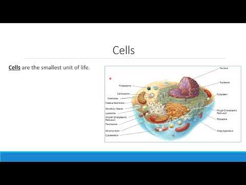 Ch. 3 (Cells) - Introduction to Cells & Cell Theory