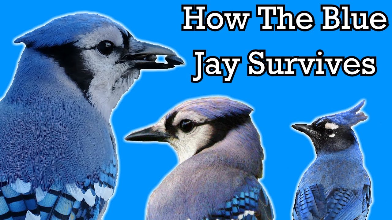 The Surprising Life of a Blue Jay - Documentary