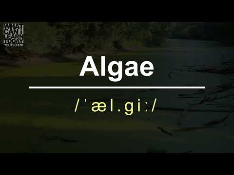 How to pronounce the word "Algae"