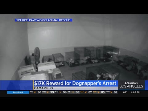 Reward for information in theft of rescue dog who later died of her injuries up to $17,000