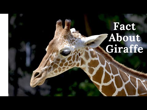 African Animals | Giraffes grazing | Amazing African Wildlife Footage on Serengeti plains: