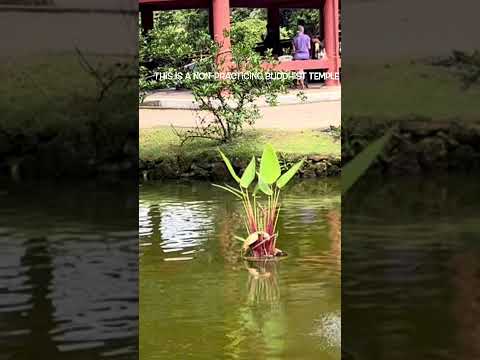 Hawaii Byodo-In Temple Oahu top attraction and state landmark #pov #travel #hawaii