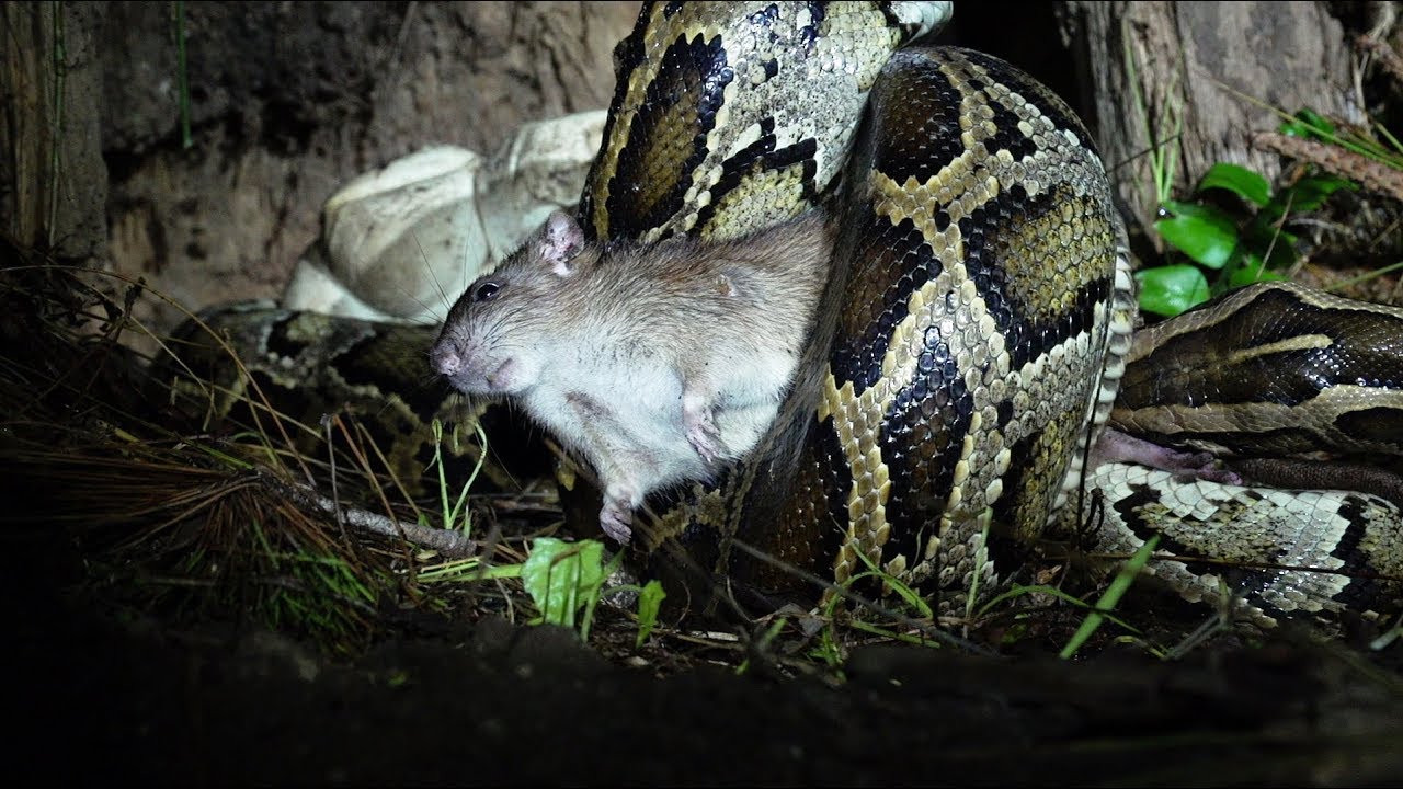 Rat Stalks Python Nest 03 Footage