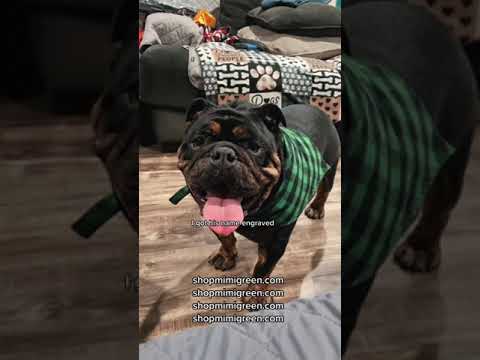 Surprised my Girlfriend with an Engraved Collar for Her Dog
