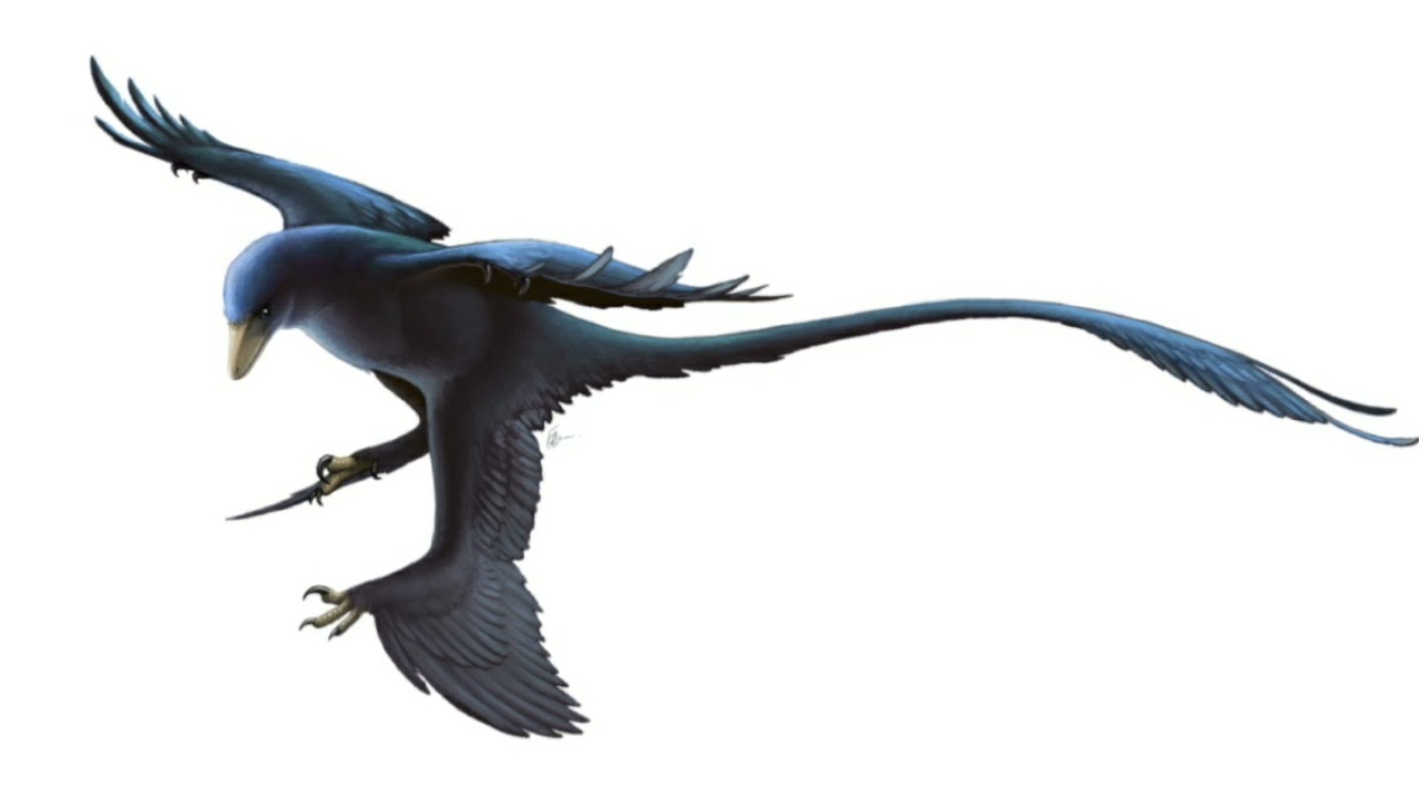 Recreated dinosaur sounds: MICRORAPTOR