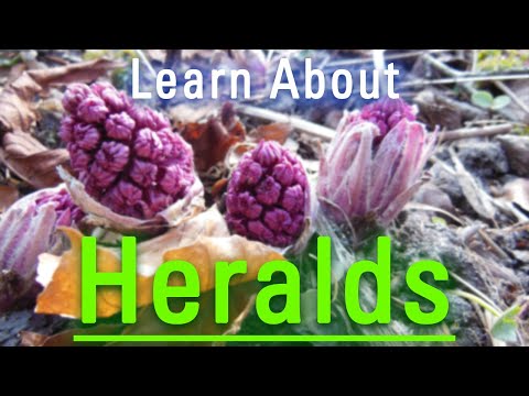How Does Heralds Look? | What is Heralds? | How to Say Heralds in English?