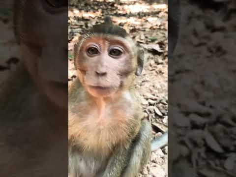 #relax #memes #monkey