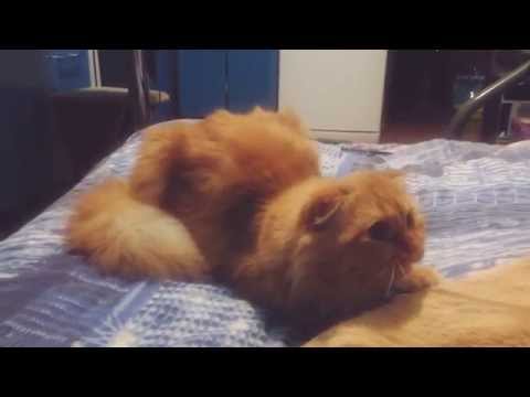 Steam Community :: Video :: кото - тверк