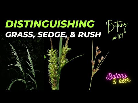 How to tell if it is a Sedge, Rush, or Grass