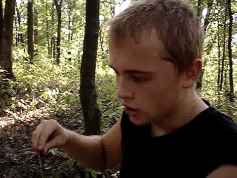 Repkyle-Smooth Earth Snake- 07