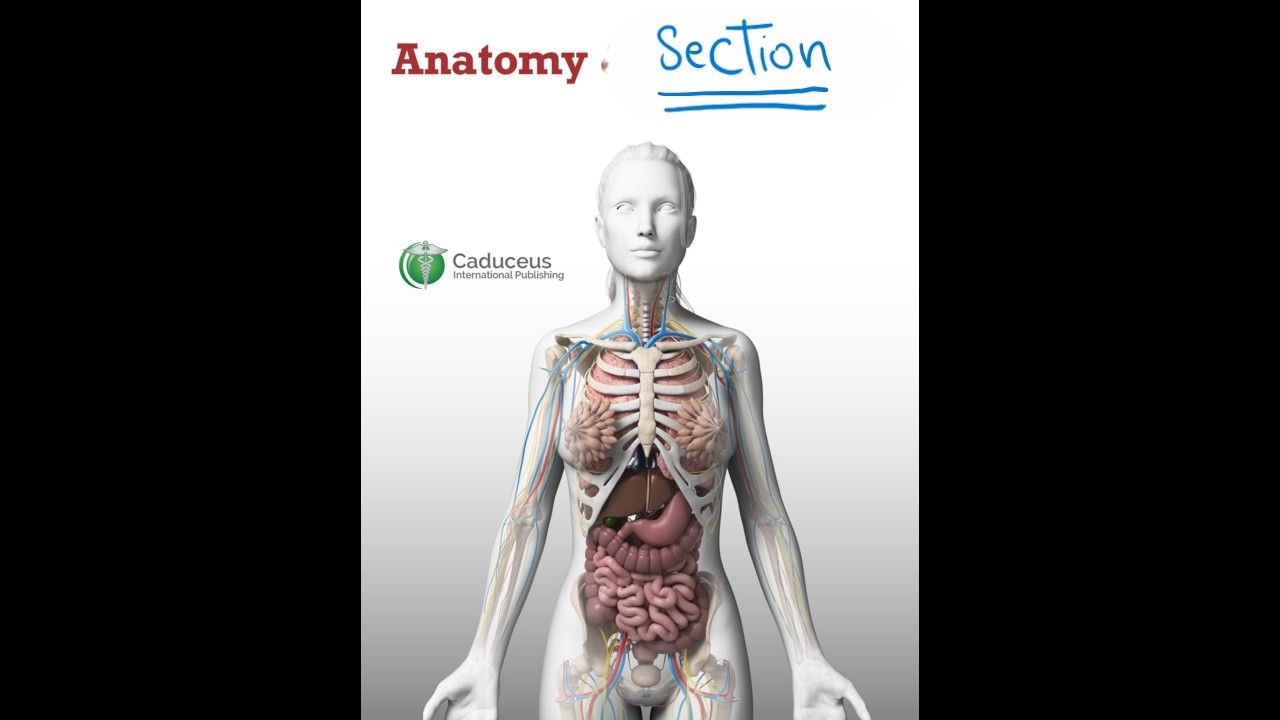 Anatomy Sec 2 + PDF in Description