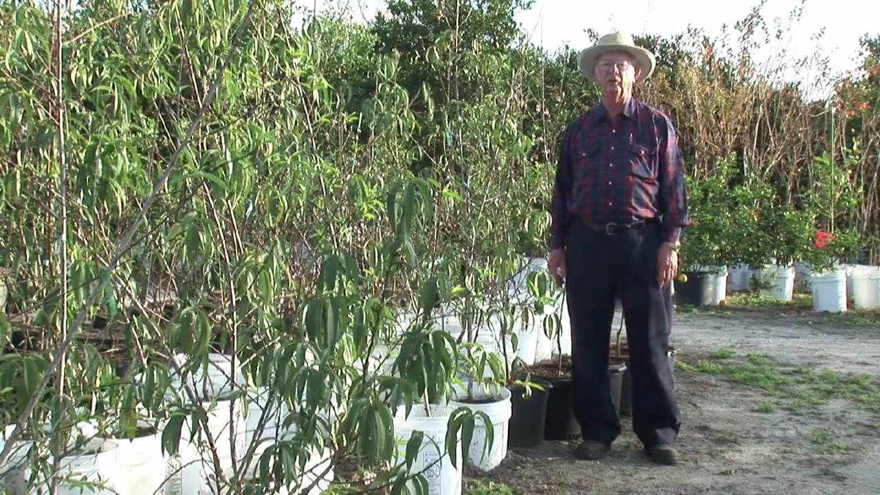 How to Grow Peach Trees : How to Fertilize Peach Trees