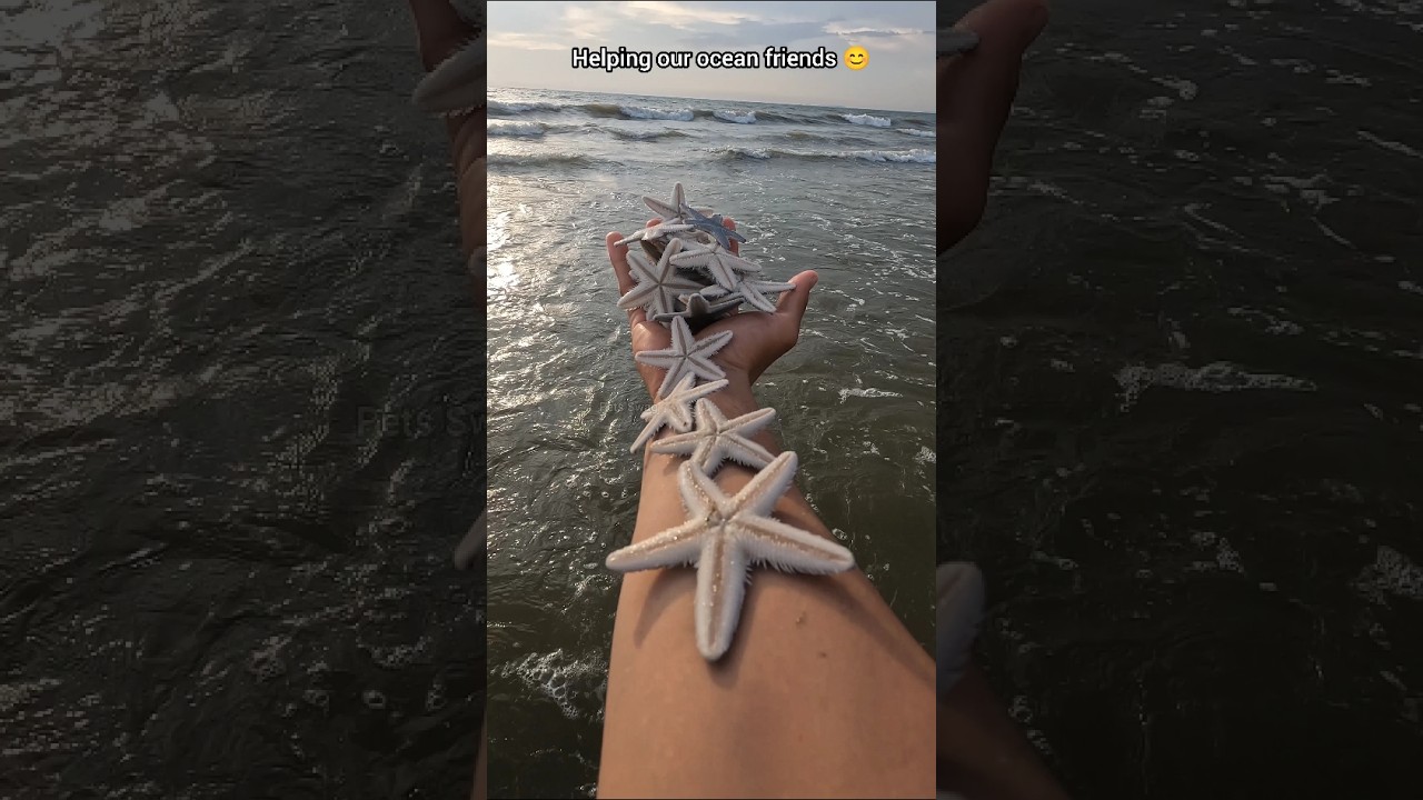 Just in time: Saving starfish from drying out 🥺