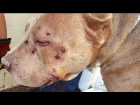 Mutilated bait dog gets second chance