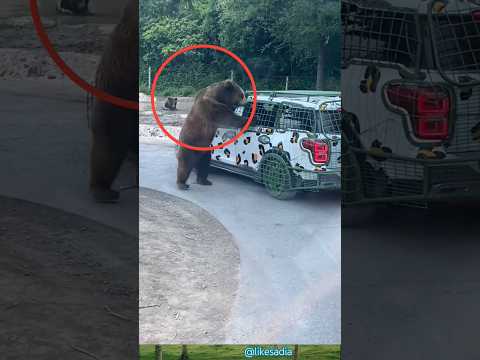 Bear sound//Tourist Faced with a bear on road #likesadia #animals #beautifulscenery #bear 👍