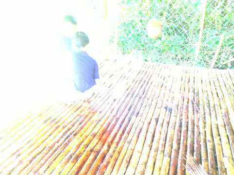 Feeding chicken and Harvesting Sweetcorn  | Sam bantiles