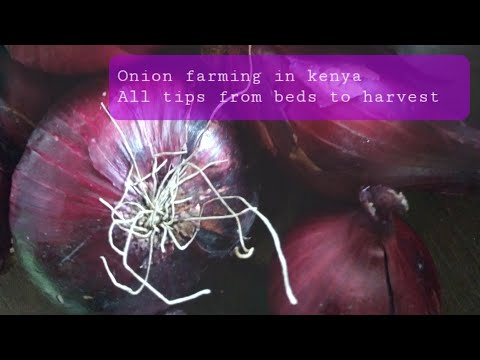 Onion farming in kenya|#episode 1.Yassin Innovations the AFRICAN Youtuber|