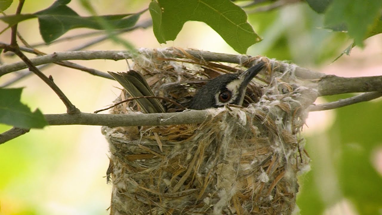 Black-Capped Comeback