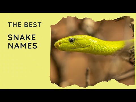 85 Best Snake Names for Your Slithery Pet π