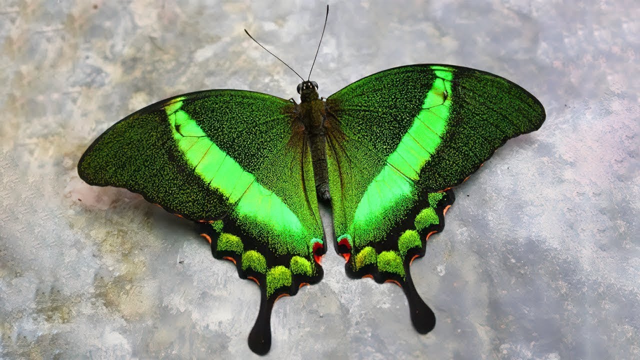 10 Most Beautiful Butterflies in the World You Must See