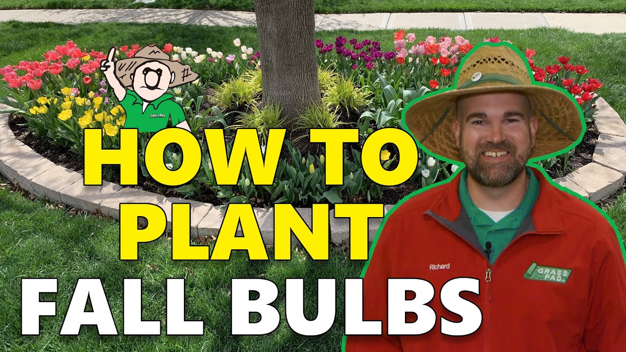 4 Easy Steps for Planting Fall Bulbs