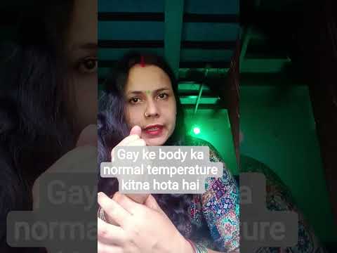 gay ke body ka normal### temperature ####kitna hota hai/gay ki body me ###damniya### kaha hoti hai