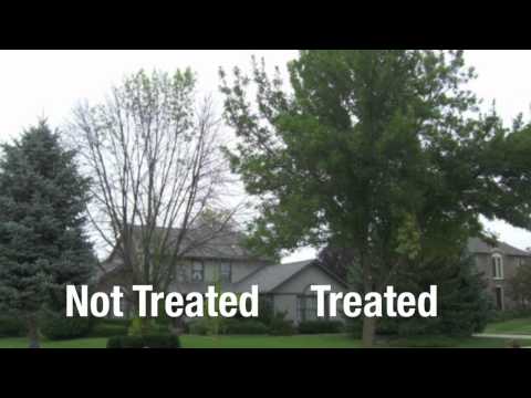 KC Arborist Tree Care - Insect & Disease Injections - ArborJet