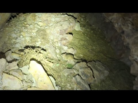 This Pack Rat was Found Inside a Gold Mine in Nevada