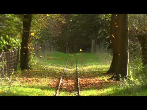 Fall - Leaves falling, golden trees and relaxing wind sound