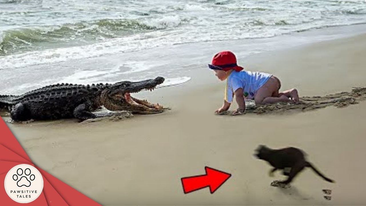 25 Hero Cats That Saved Human Lives | Cats being LEGENDS !