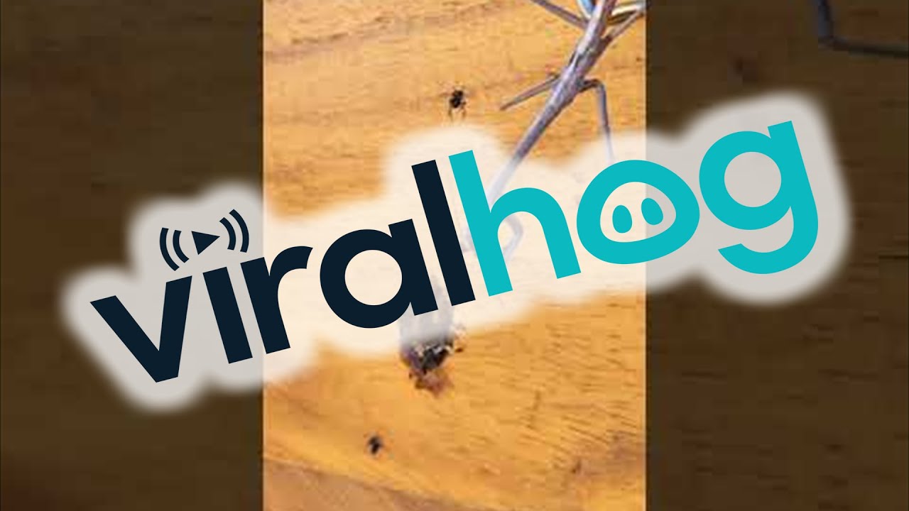 Praying Mantis Catches Bees || ViralHog