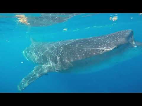 POV when swimming with Whale Sharks in Cancun