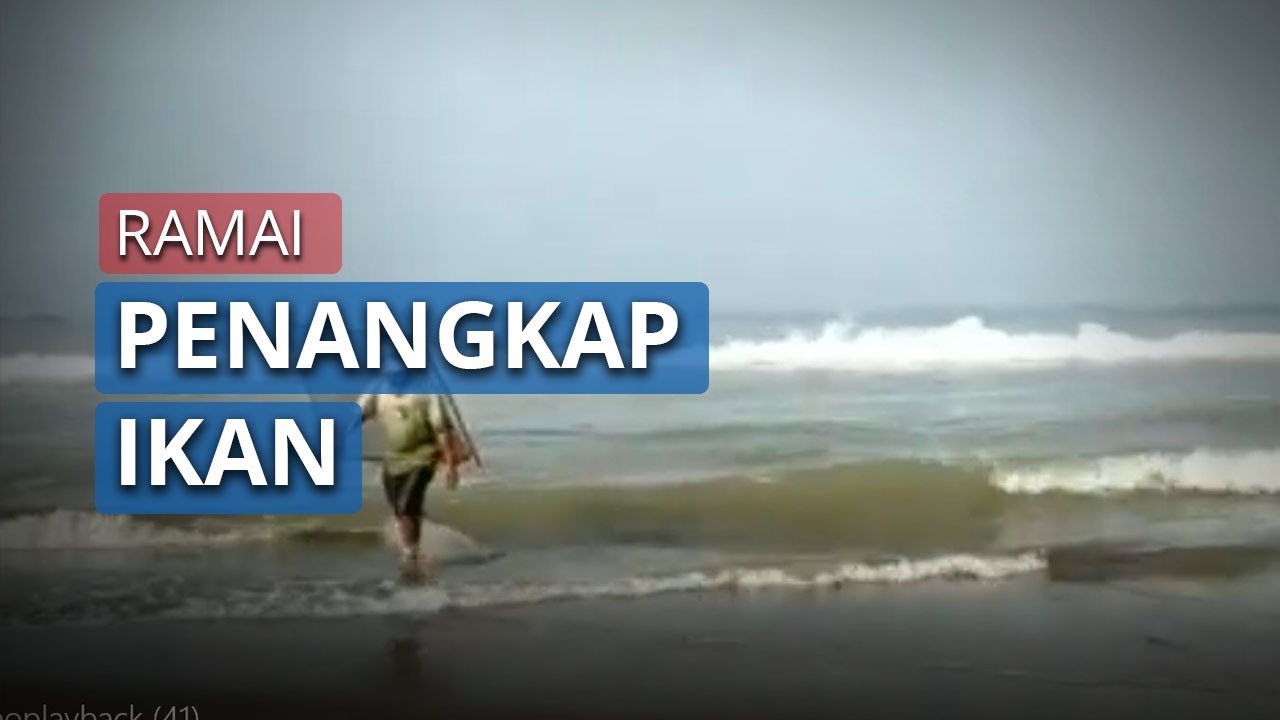 Ikan Impun Hanya Datang Musiman, Nelayan Penuhi Pantai Citepus - Tribun ...