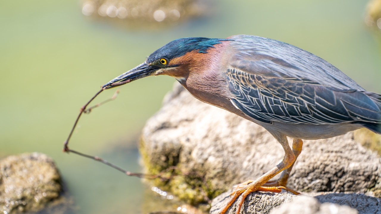 Get To Know The Green Heron