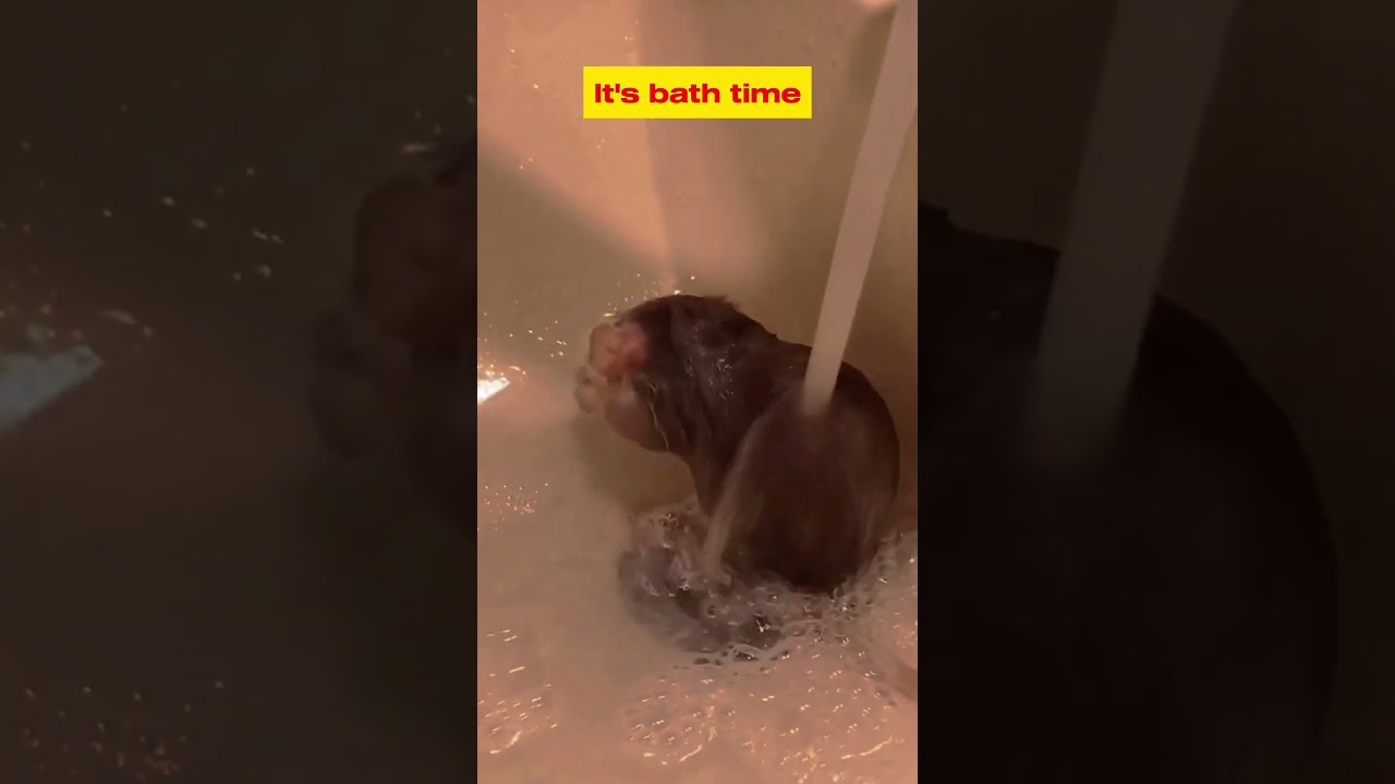 🛁 Rat Takes A Bath!  Funniest Video You’ll See Today! 😂 #youtubeshorts  #funny #memes #rat #shorts