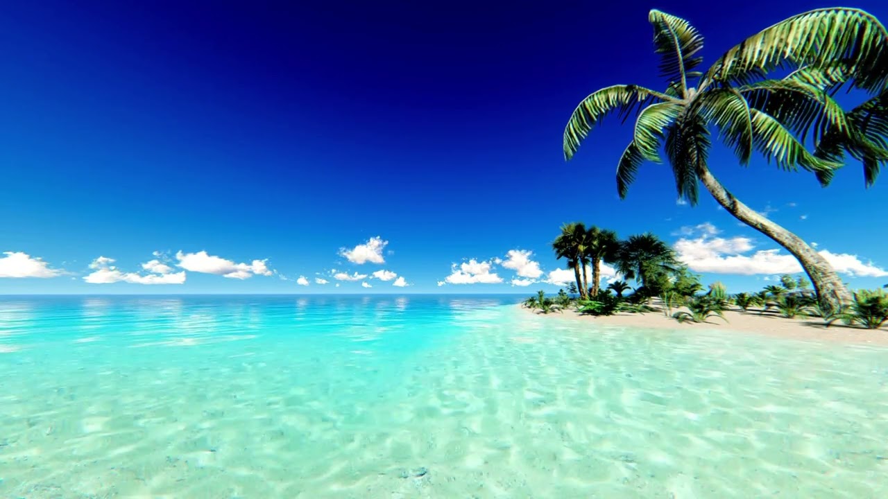Live Wallpaper | 4K | 10 Hours | Tropical Palm Trees & Ocean View | Tropical Ambience #livewallpaper