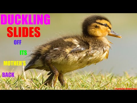 Duckling Slides Off Its Mother's Back