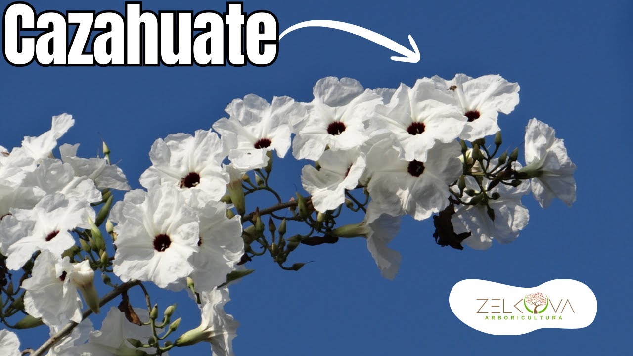 The White Tree of Mexico: Cazahuate, Ozote or Palo Blanco