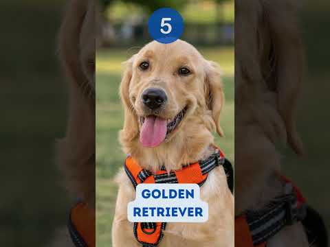 WORLDS TOP 10 HUNTING DOG BREEDS