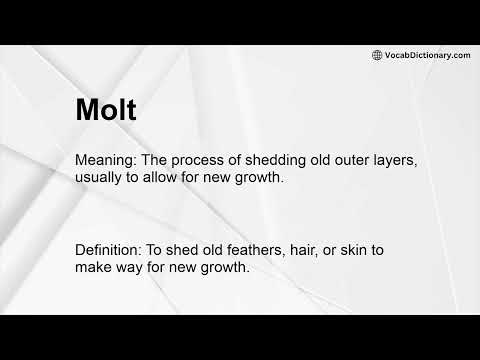 Molt Meaning