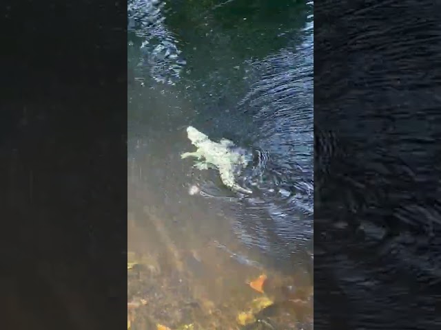 Totally Tech RC Alligator mit leuchtenden Augen - kaufen bei Digitec