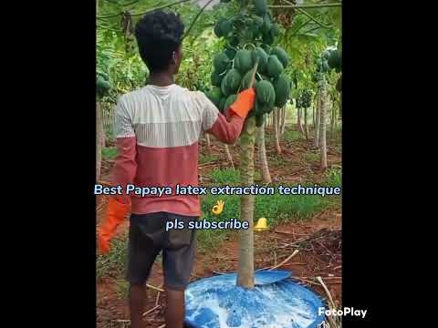 Papaya latex extraction..Pls subscribe