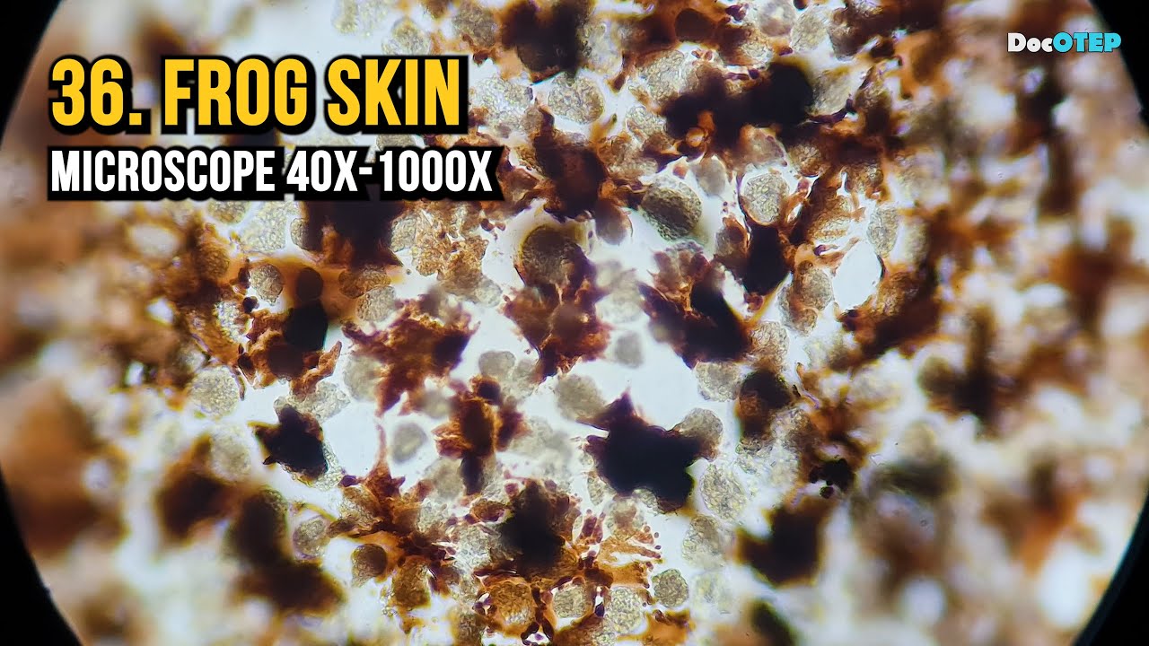 36. Frog Skin Epidermic Cells (Microscope 40x-1000x)