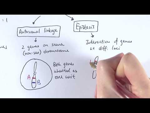 A2 Biology - Phenotypic ratios (OCR A Chapter 20.4)