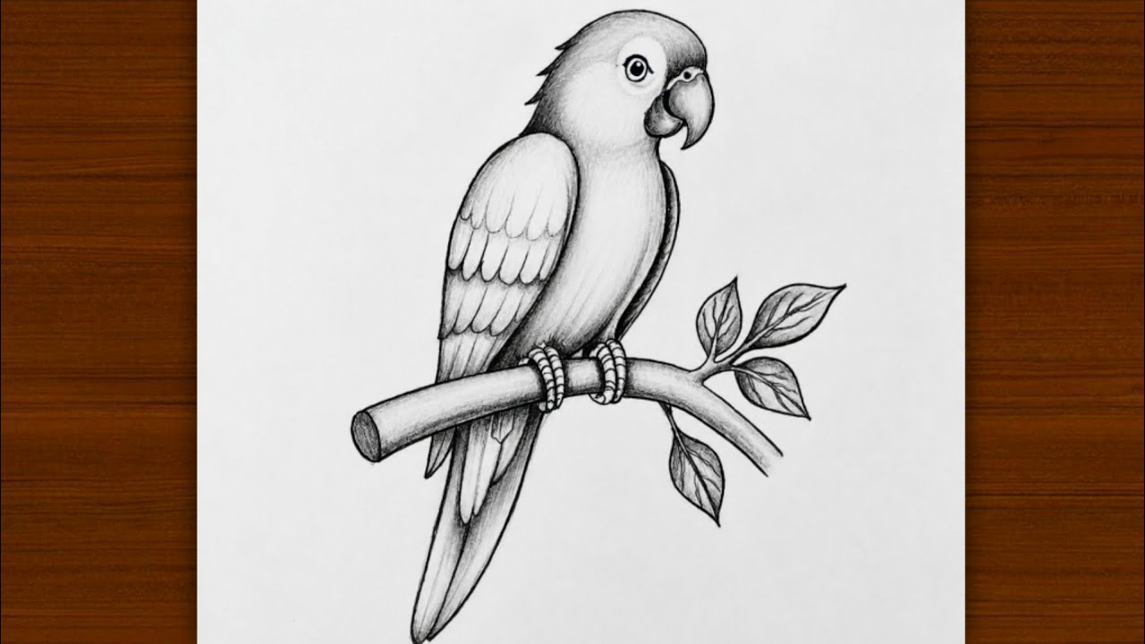 How to Draw a Bird – Step-by-Step Tutorial Drawing – How to Draw a Parrot