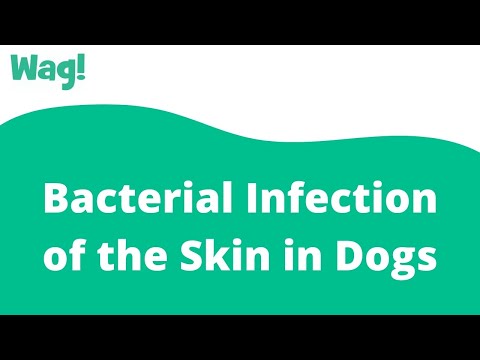 Bacterial Infection of the Skin in Dogs | Wag!