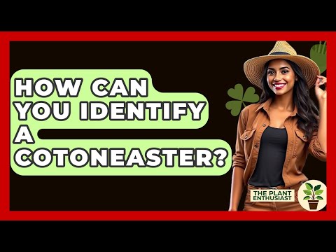 How Can You Identify A Cotoneaster? - The Plant Enthusiast