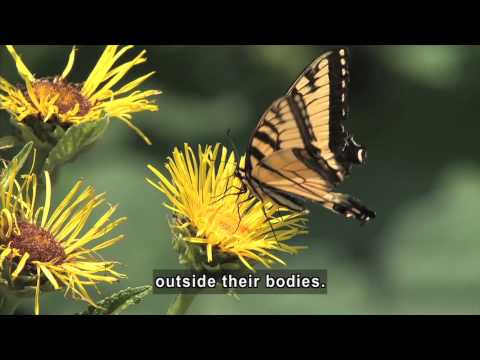 Science Video Vocab: Invertebrate (Accessible Preview)