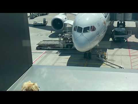 Flying from UK to USA on Lufthansa with Dog in Cabin!! #dogfriendlytravel #dogsofyoutube #adventure